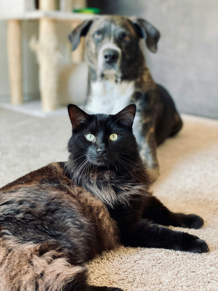 Exploring Different Pet Tag Shapes and Styles for Effective ...