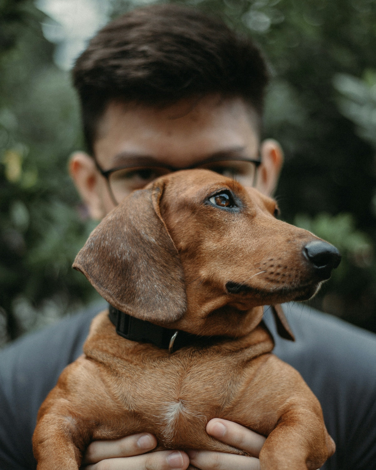 Simplifying Pet Identification with Must-Have Pet Tags – Pets ID Tags